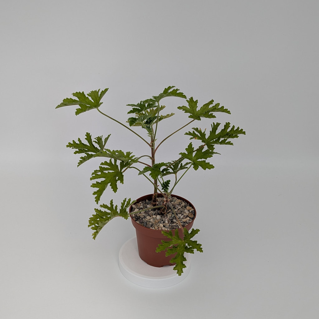 Pelargonium odoratissimum - Uhlig Kakteen - more than 5,000 different ...