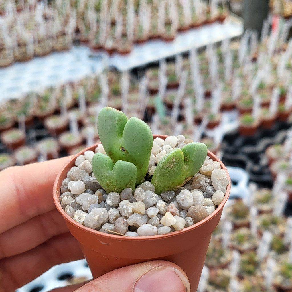 Conophytum quaesitum - Uhlig Kakteen - Más que 5.000 especies diferentes