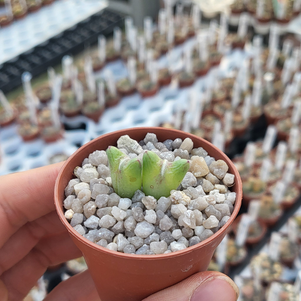 Conophytum blandum - Uhlig Kakteen - Über 5000 verschiedene Arten
