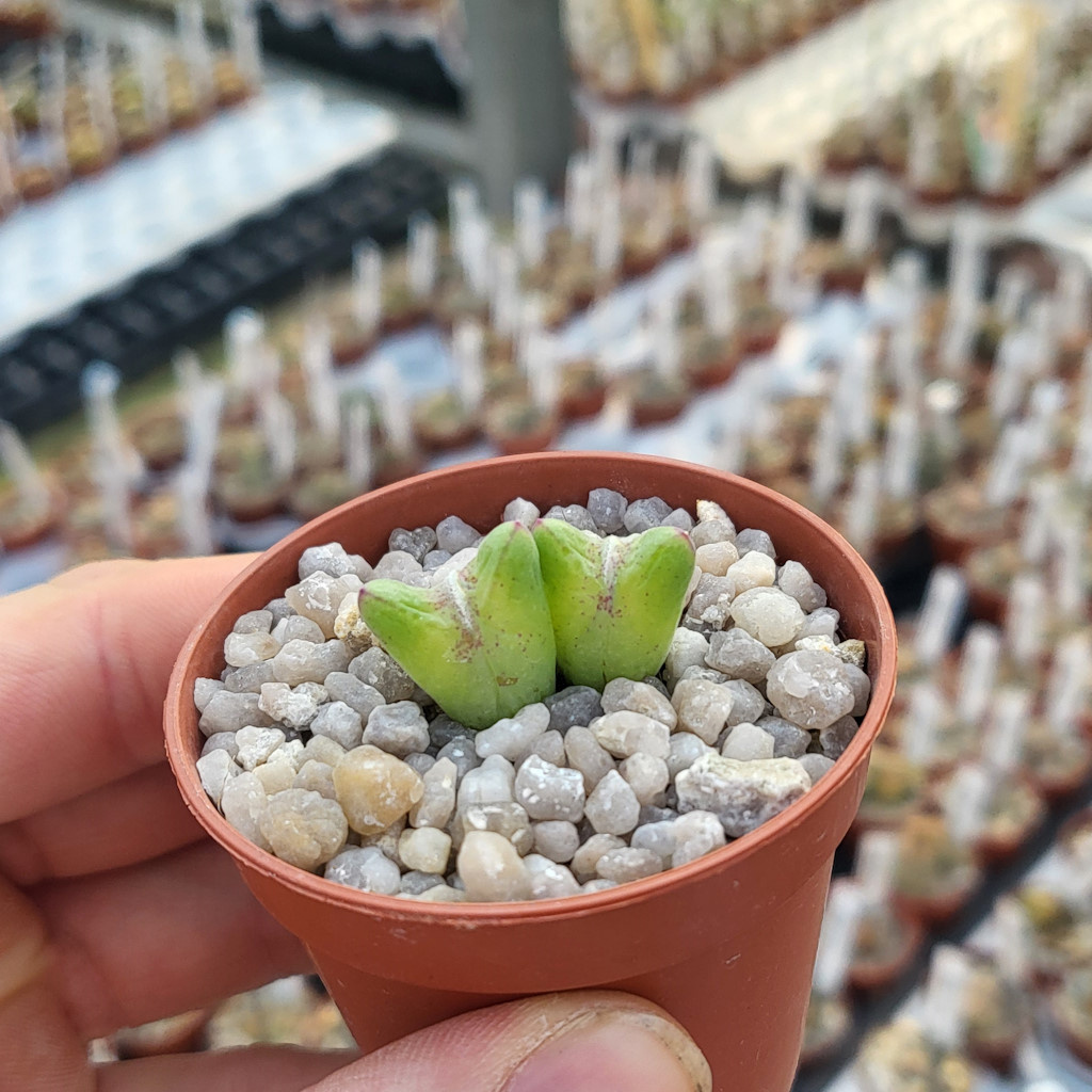 Conophytum blandum - Uhlig Kakteen - Über 5000 verschiedene Arten