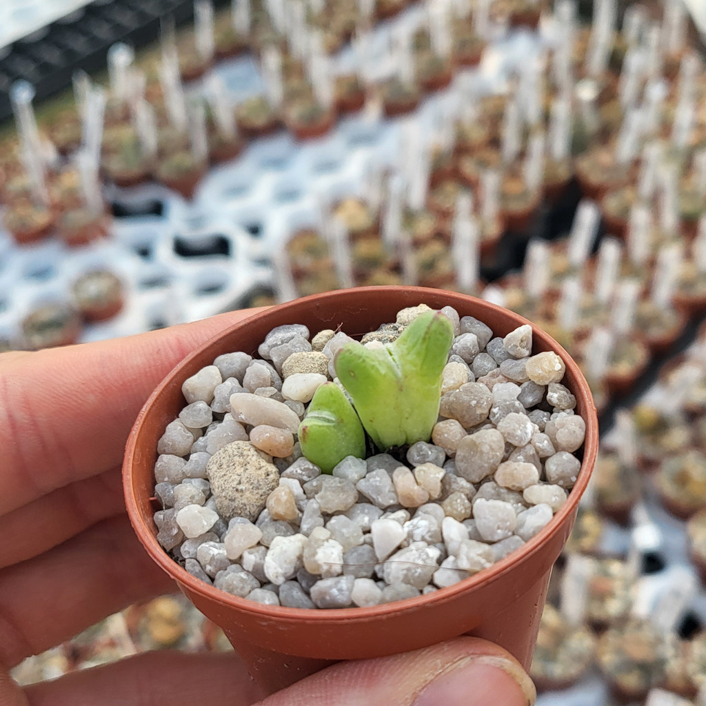 Conophytum blandum - Uhlig Kakteen - Über 5000 verschiedene Arten