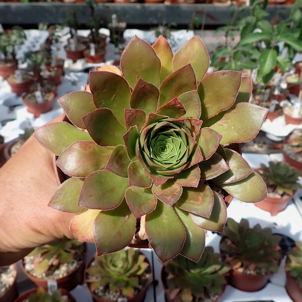 Semponium cv. Diamond - Uhlig Kakteen - Über 5000 verschiedene Arten