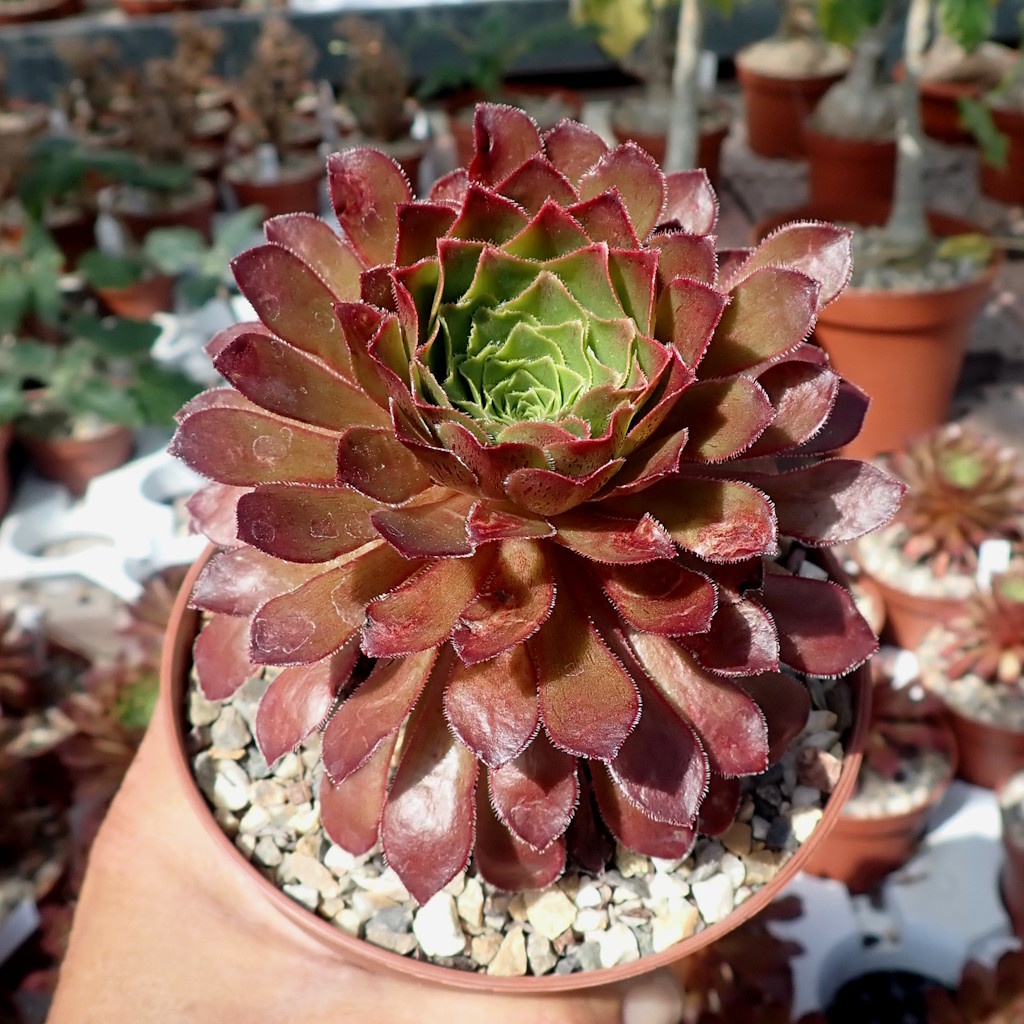 Semponium cv. Sienna - Uhlig Kakteen - more than 5,000 different species