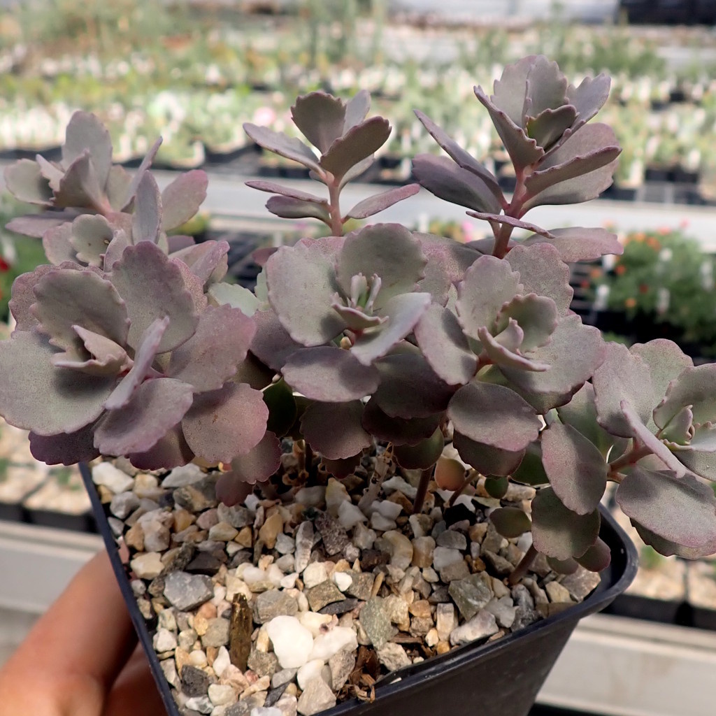 Sedum cv. Sunsparkler Firecracker (dw) - Uhlig Kakteen - more than 5,000 different species