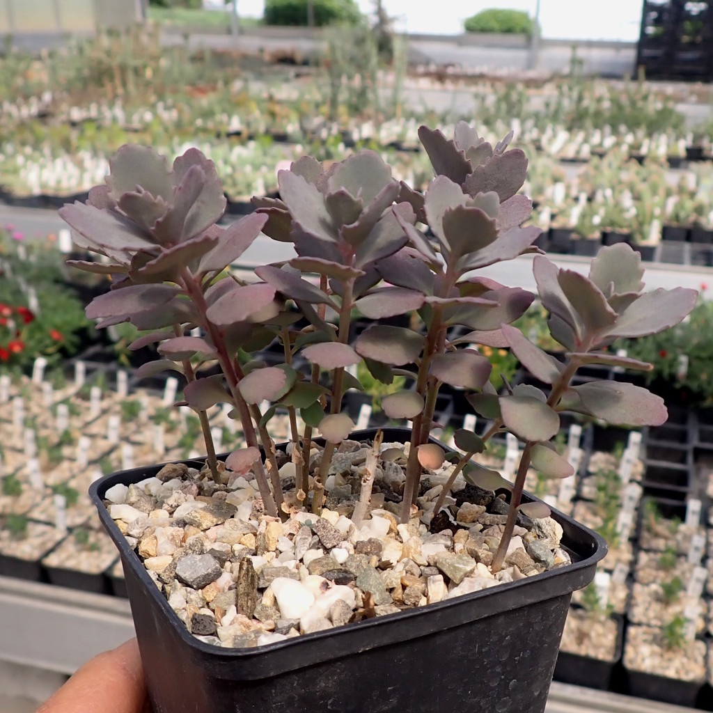 Sedum cv. Sunsparkler Firecracker (dw) - Uhlig Kakteen - plus de 5000 d ...