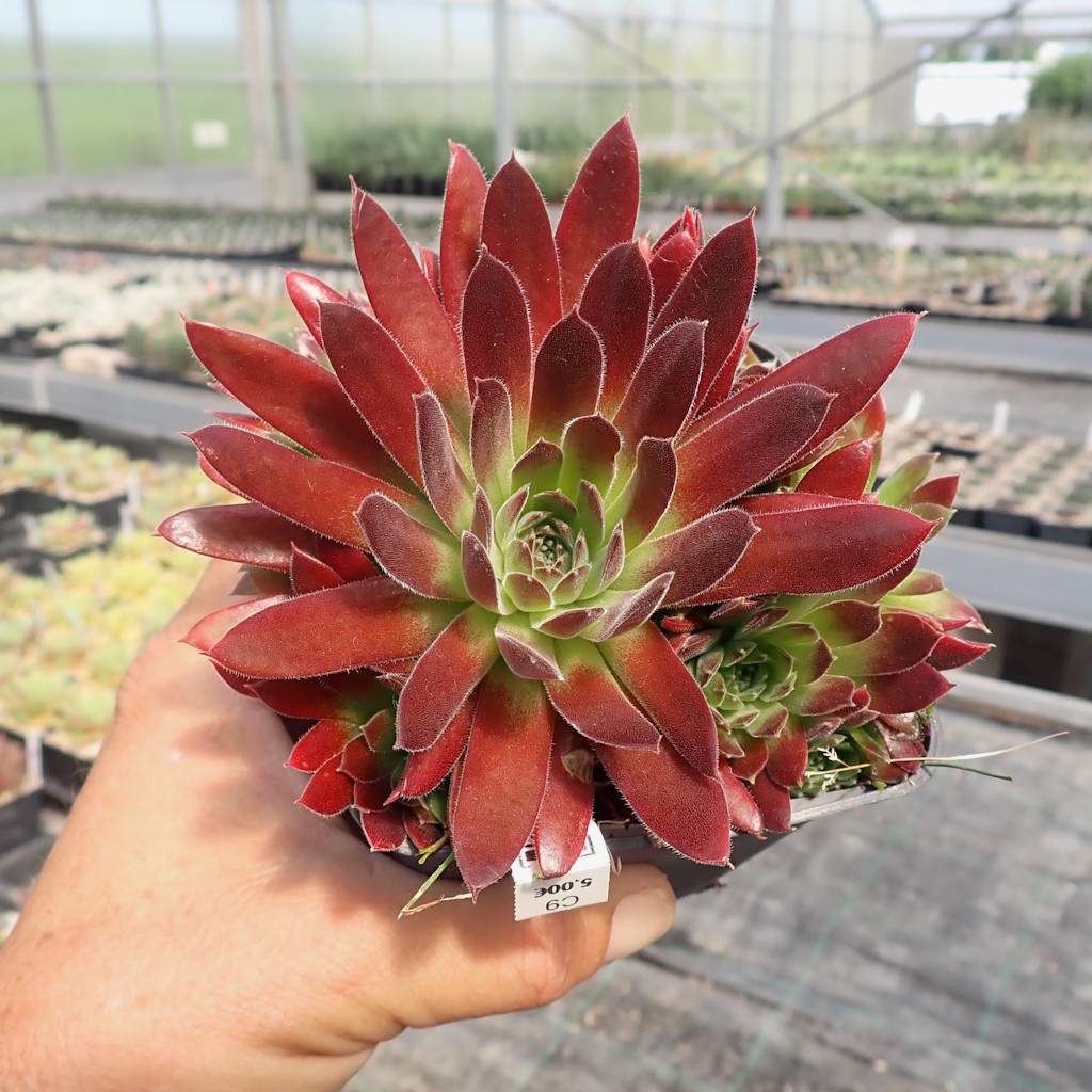 Sempervivum Samtrot (dw) - Uhlig Kakteen - Über 5000 verschiedene Arten