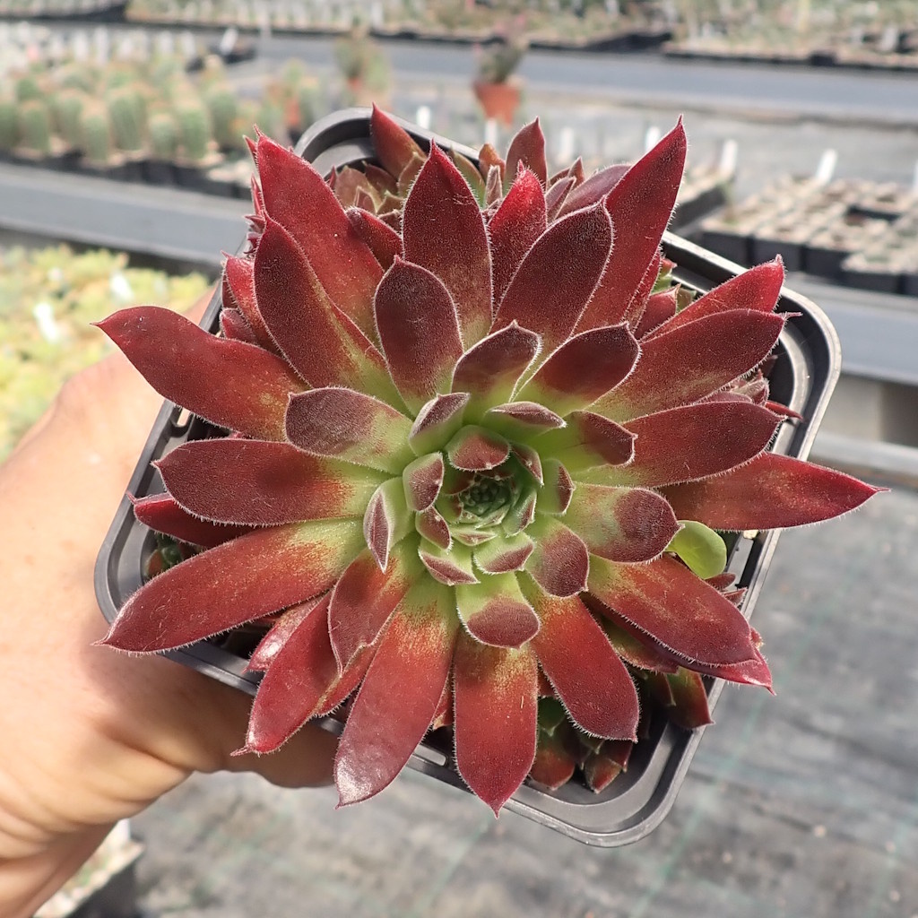 Sempervivum Samtrot (dw) - Uhlig Kakteen - Über 5000 verschiedene Arten