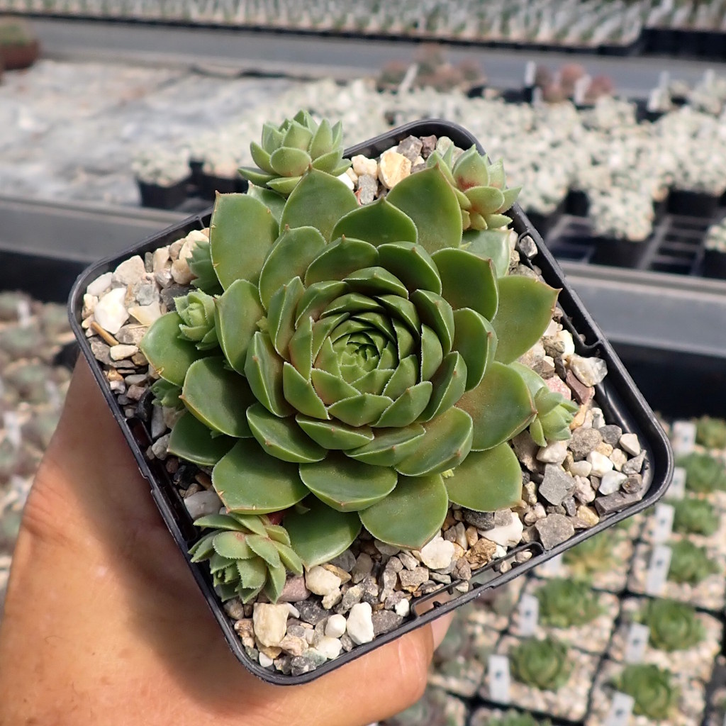 Sempervivum Ruby Lime (dw) - Uhlig Kakteen - more than 5,000 different ...