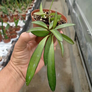 Hoya angustifolia - Uhlig Kakteen - more than 5,000 different species