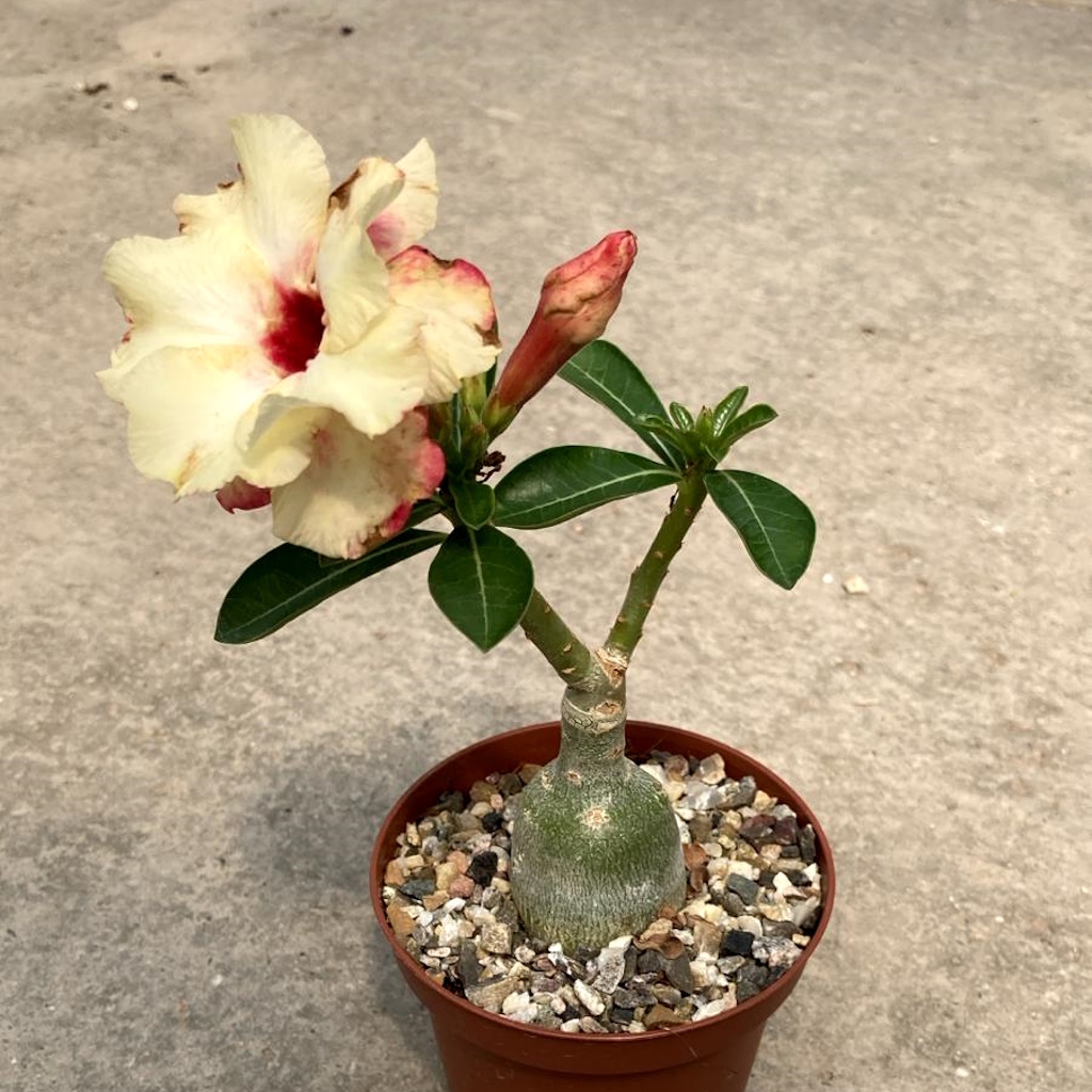 Adenium obesum Yellow Dark Eye 343 gepfr. - Uhlig Kakteen - Über 5000 ...