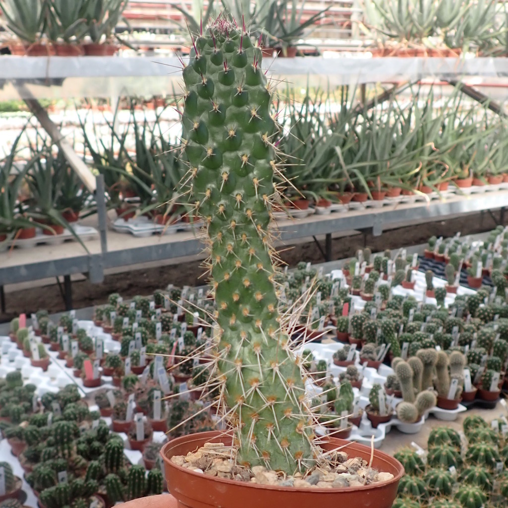 Consolea nashii v. gibarensis - Uhlig Kakteen - more than 5,000 ...