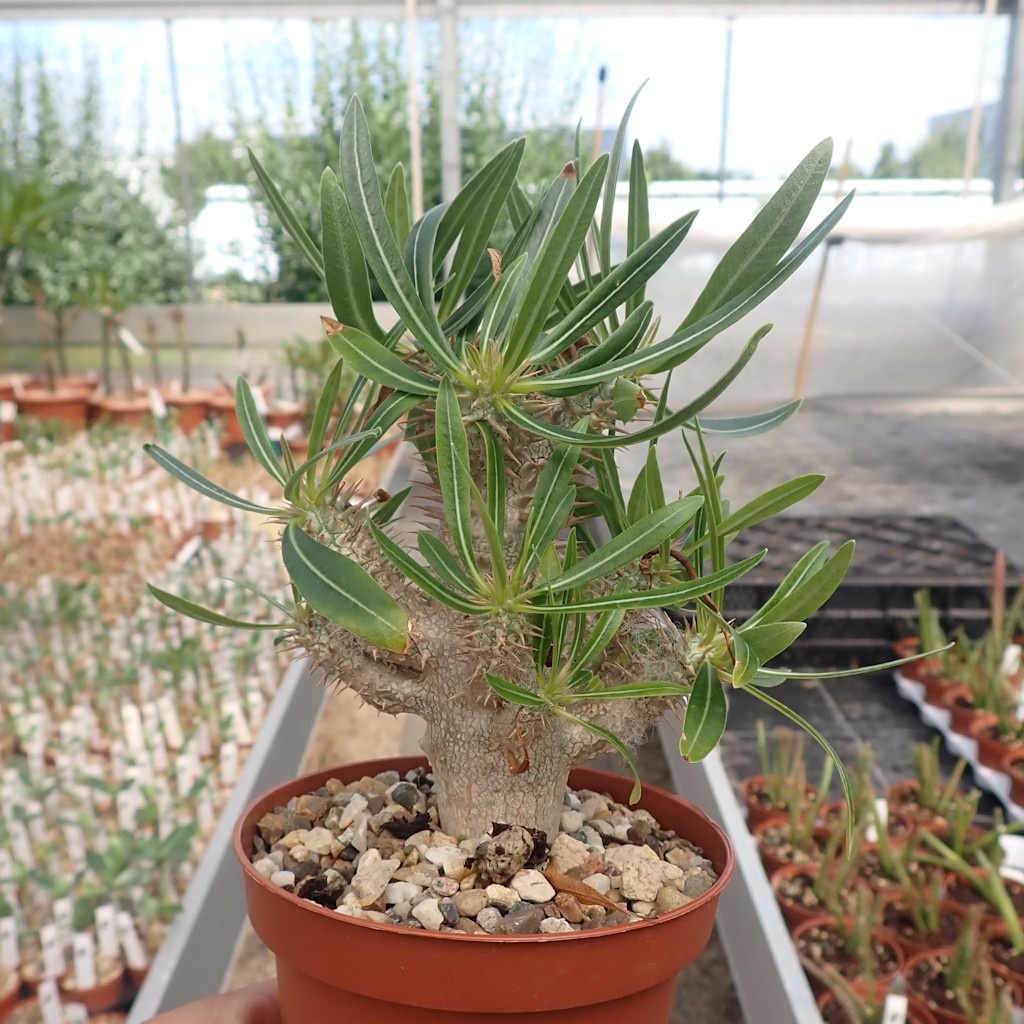 Pachypodium inopinatum - Uhlig Kakteen - more than 5,000 different species