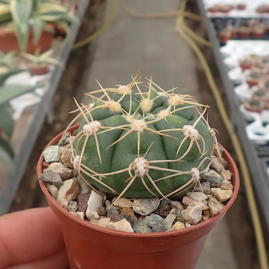 Gymnocalycium cv. Atilio - Uhlig Kakteen - Más que 5.000 especies ...
