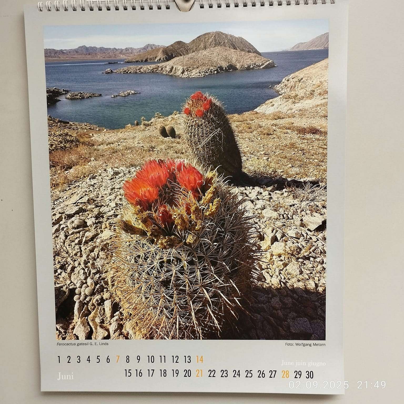 Cacti and succulents calendar - Uhlig Kakteen - more than 5,000 ...