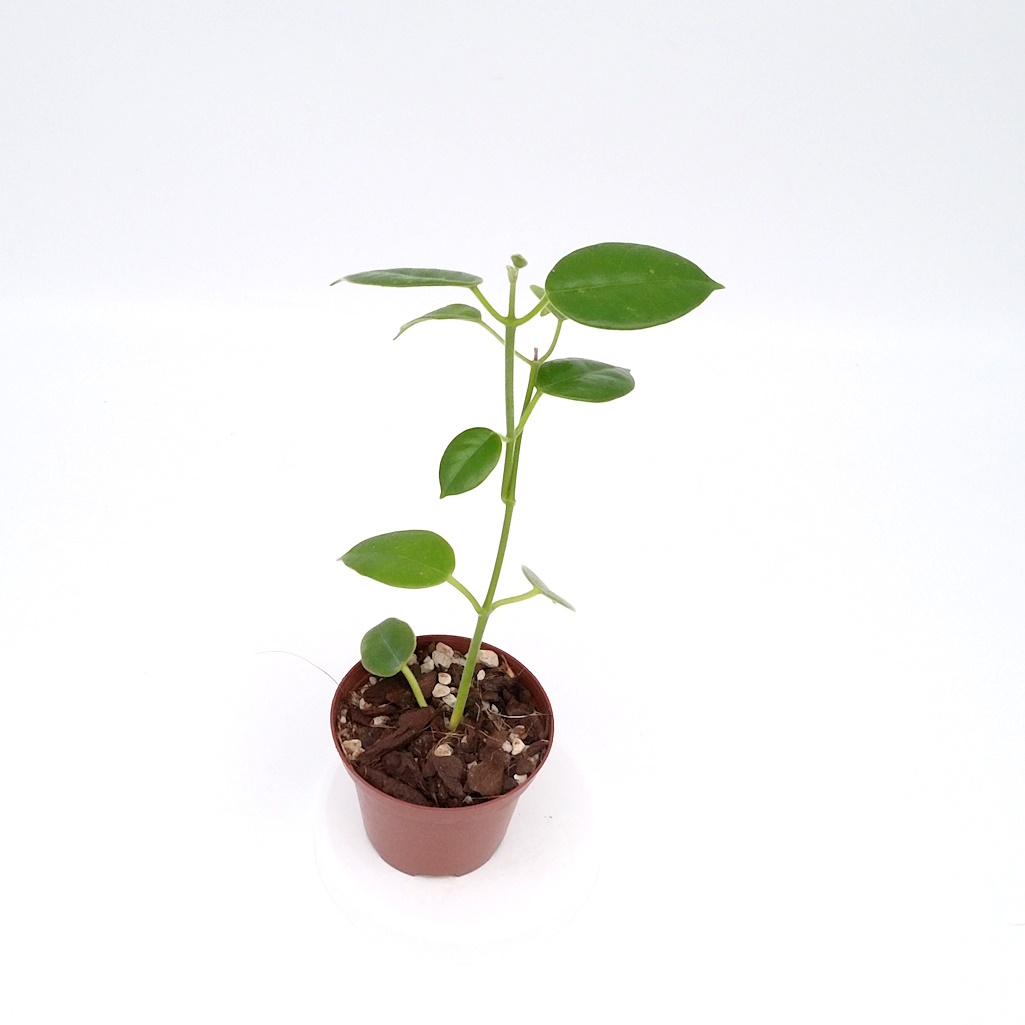Hoya optimistic - Uhlig Kakteen - more than 5,000 different species
