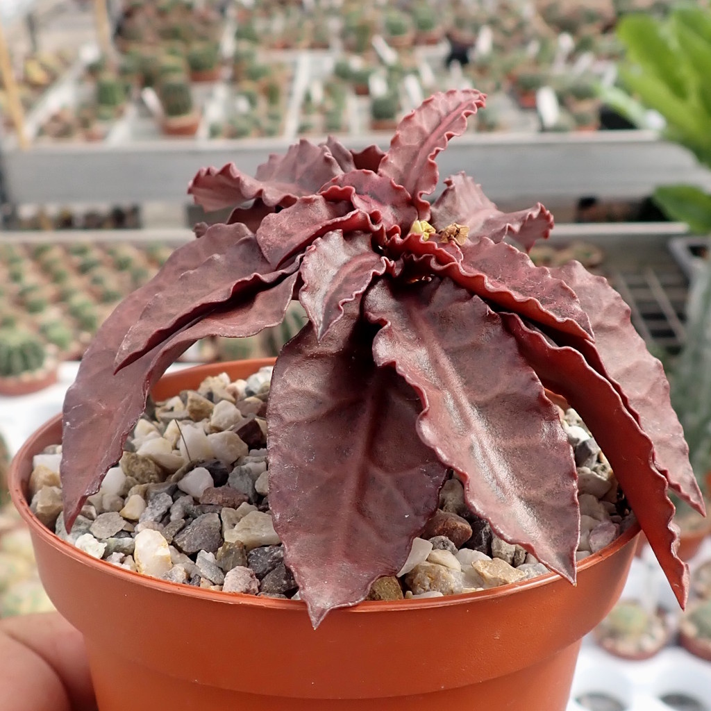 Euphorbia francoisii cv. Peking Red CITES, not outside EU - Uhlig ...