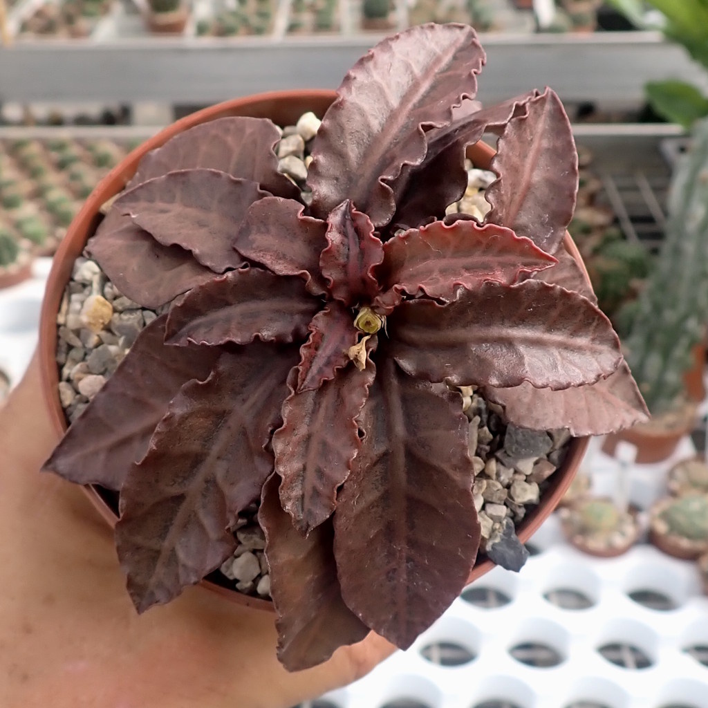 Euphorbia francoisii cv. Peking Red CITES, not outside EU - Uhlig ...