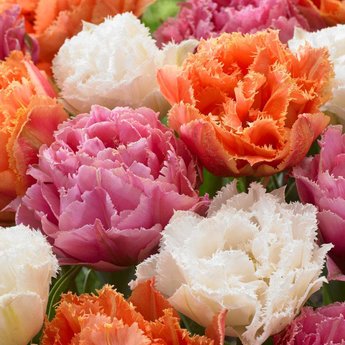 Tulipa Candy Frills - Tulip Store