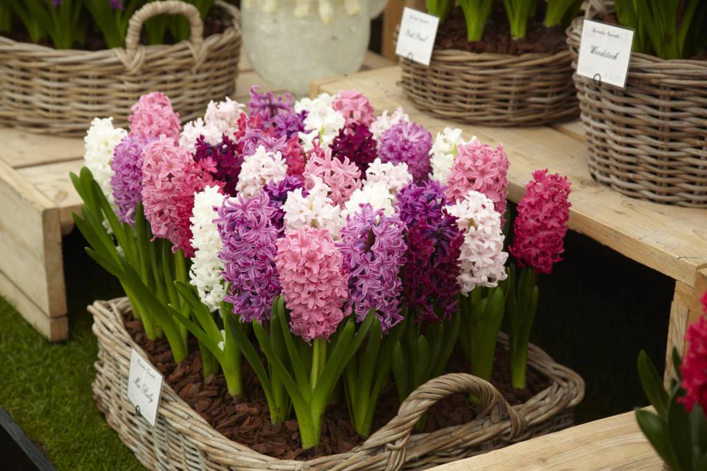 Hyacinth bulbs Prince of Love - unique double pink hyacinth! - Tulip Store