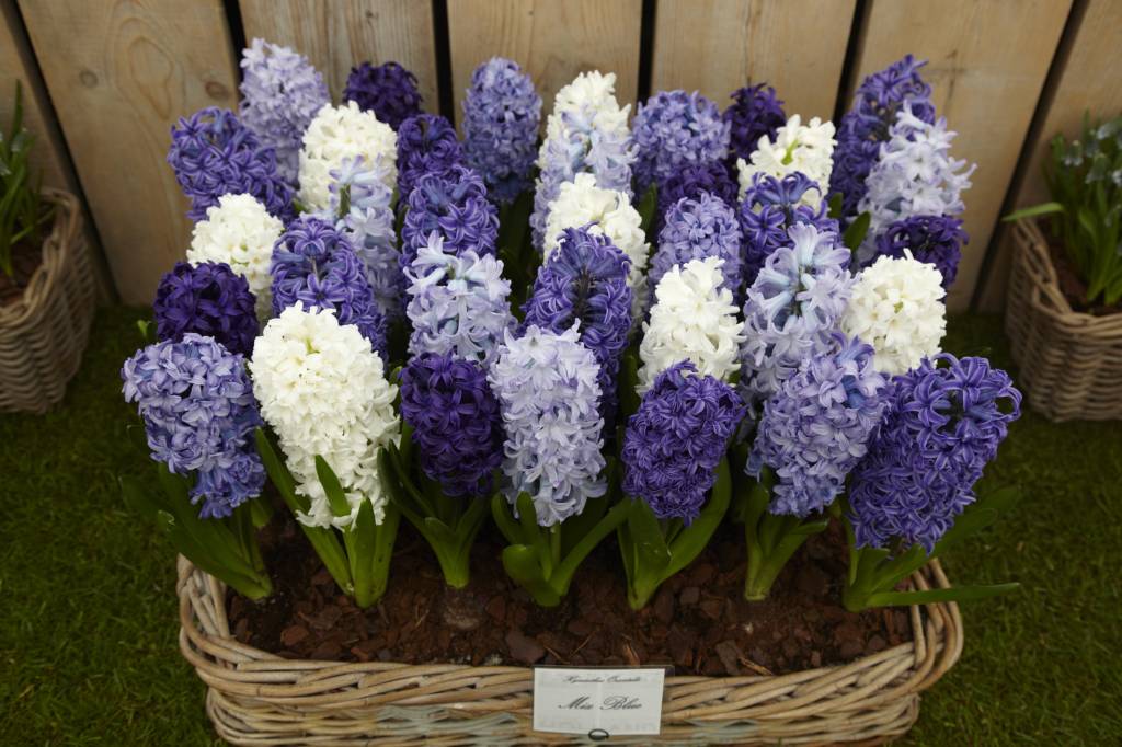 Hyacinth bulbs Royal Navy - lovely double blue hyacinth! - Tulip Store