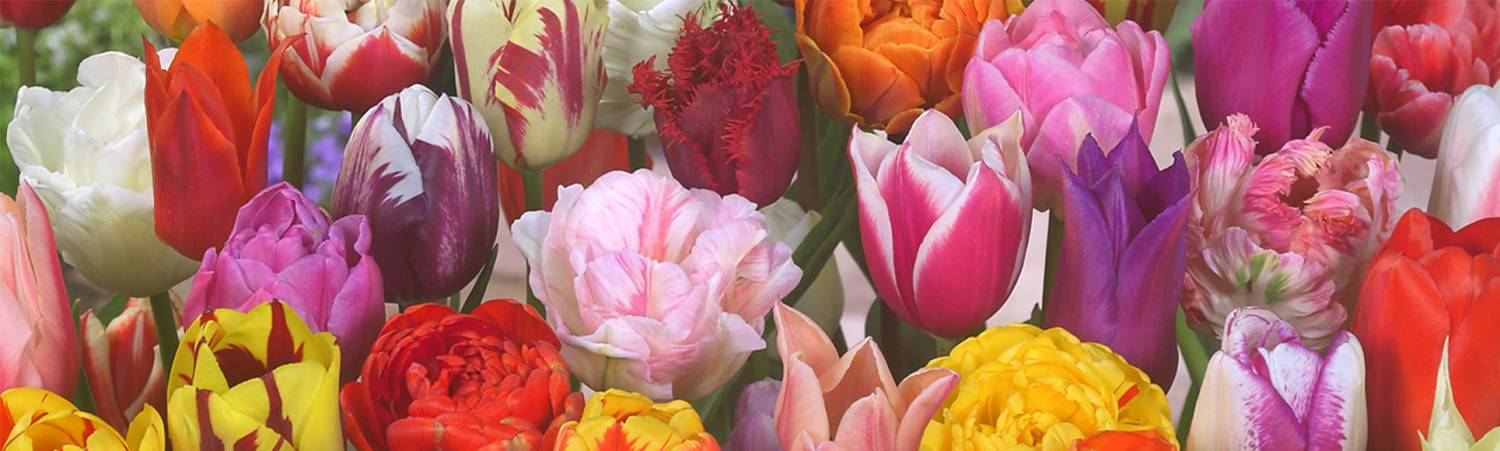 Tulip Store - Tulip Store