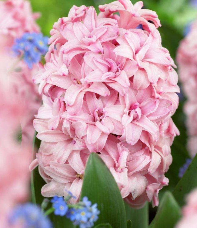 Hyacinth bulbs Prince of Love - unique double pink hyacinth! - Tulip Store
