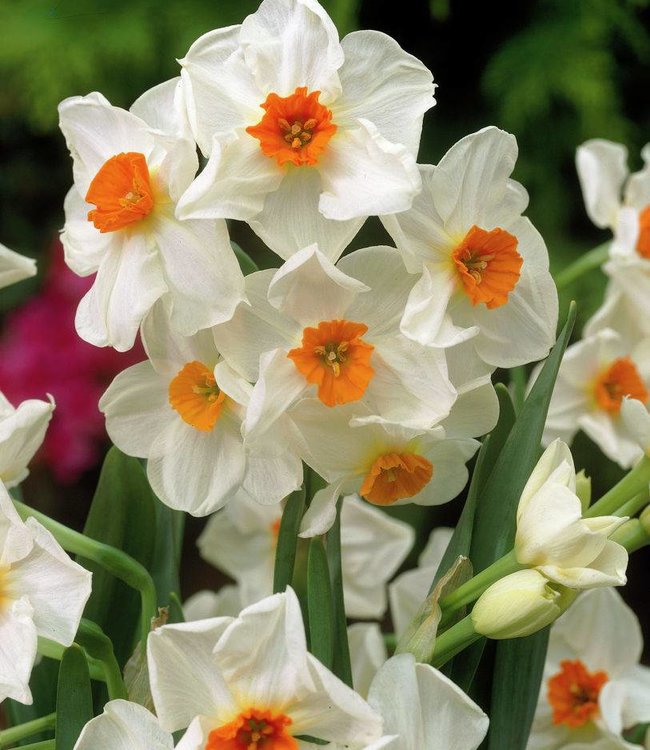 Narcissusbulbs Geranium - fragrant daffodil! - Tulip Store