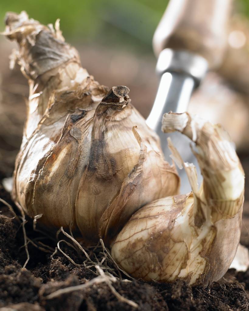 Narcissusbulbs Geranium - fragrant daffodil! - Tulip Store