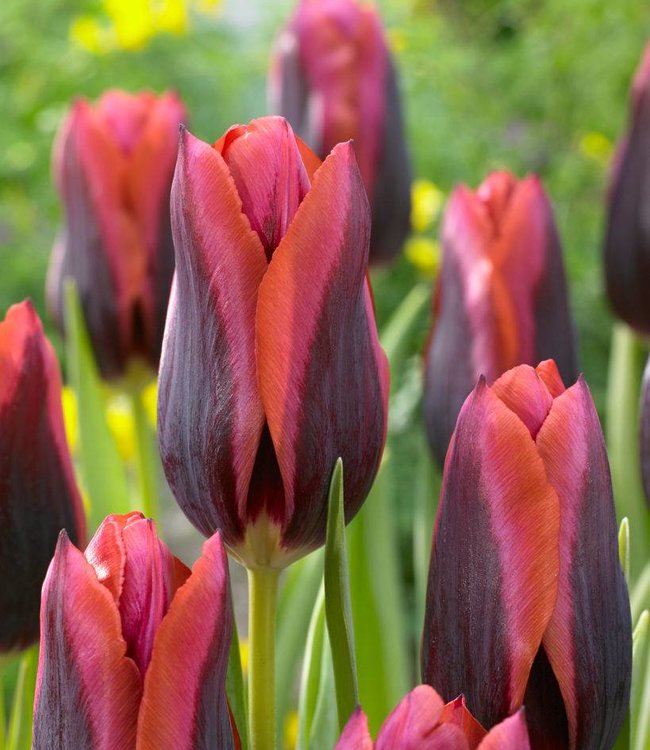 Tulpenbollen Slawa - unieke tulp met prachtige rand! - Tulip Store