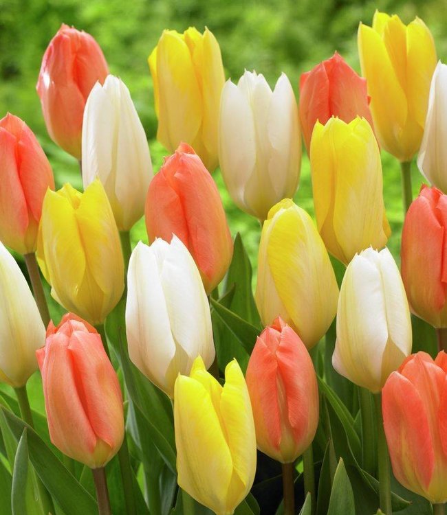 Tulip bulbs Everlasting Love - perennial tulip mixture! - Tulip Store