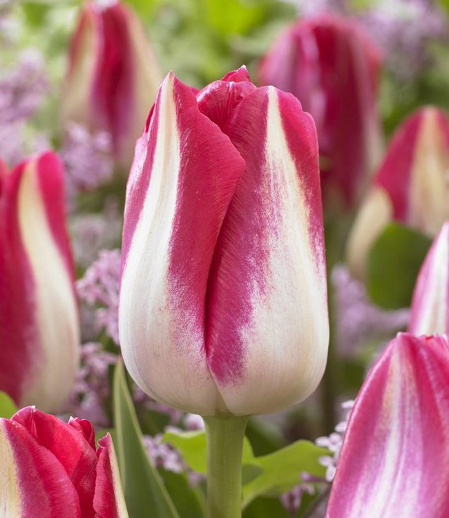 Tulip bulbs Brest - beautiful, fringed peony tulip! - Tulip Store