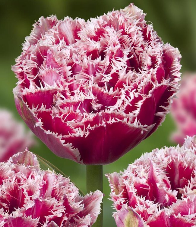 Tulpenbollen Brest - prachtige, gefranjerde pioentulp! - Tulip Store