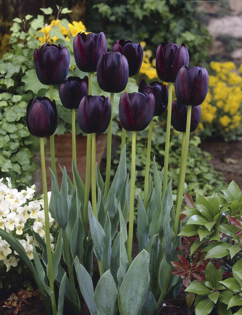 Tulip bulbs Liquorice Candy - a wonderful mixture of tulips! - Tulip Store