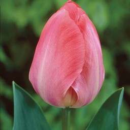 Alle tulpen - Tulip Store