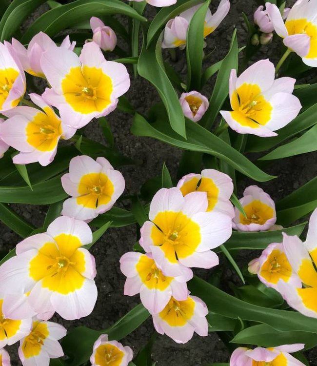 Tulipe bakeri Lilac Wonder - une tulipe sauvage rose