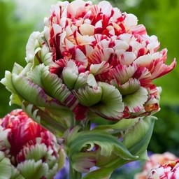 Parkiet tulpen - Tulip Store