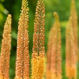 All special bulbs - Tulip Store