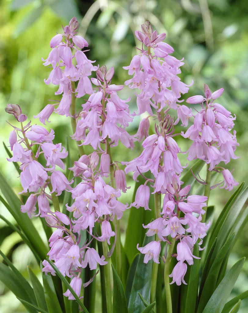 Hyacinthoides Pink - lovely pink flowers! - Tulip Store