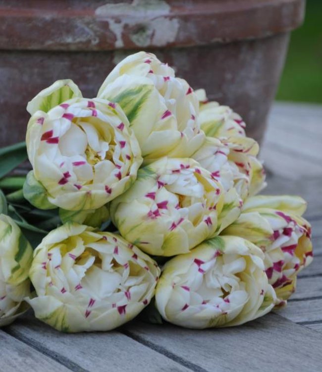 Bulbes de tulipes Danceline - une nouvelle tulipe à rayure rose ...