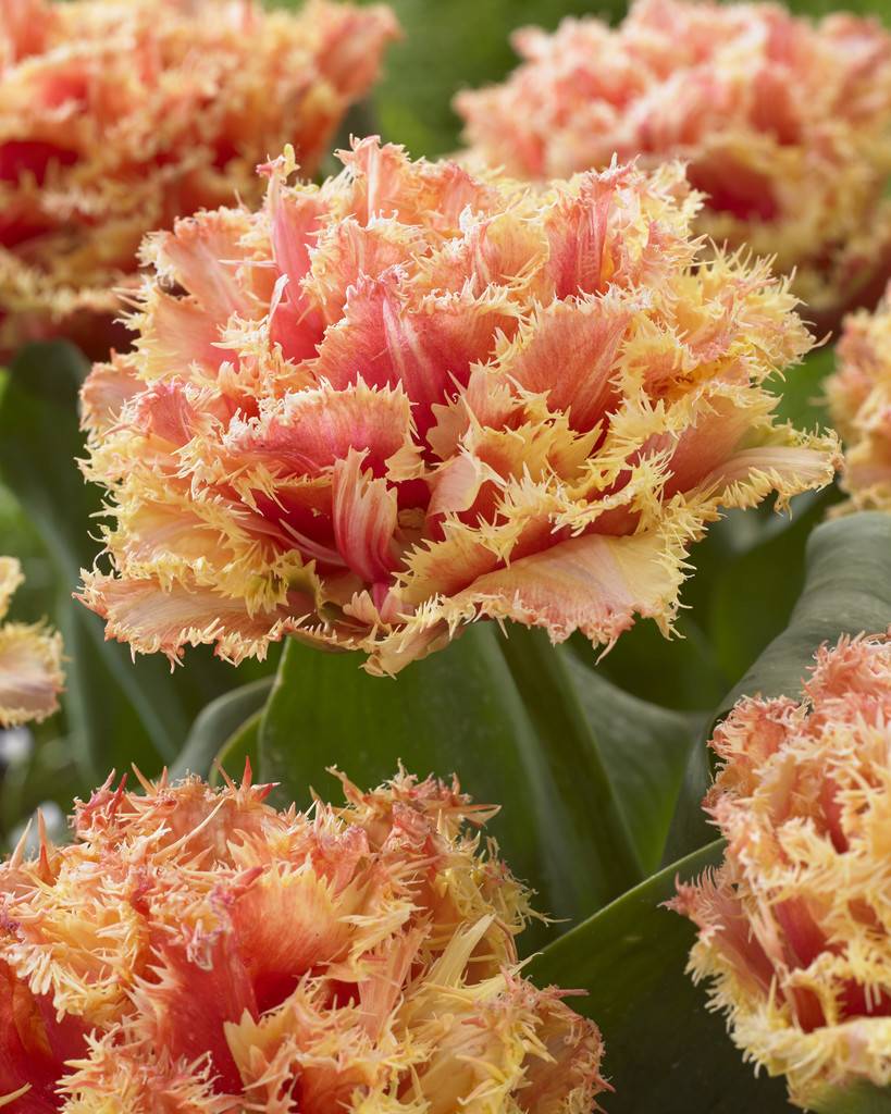 Tulip bulbs Brisbane - new fringed peony tulip! - Tulip Store