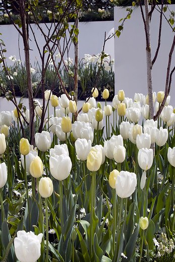 Tulip bulbs Maureen - huge, lateflowering white tulip! - Tulip Store