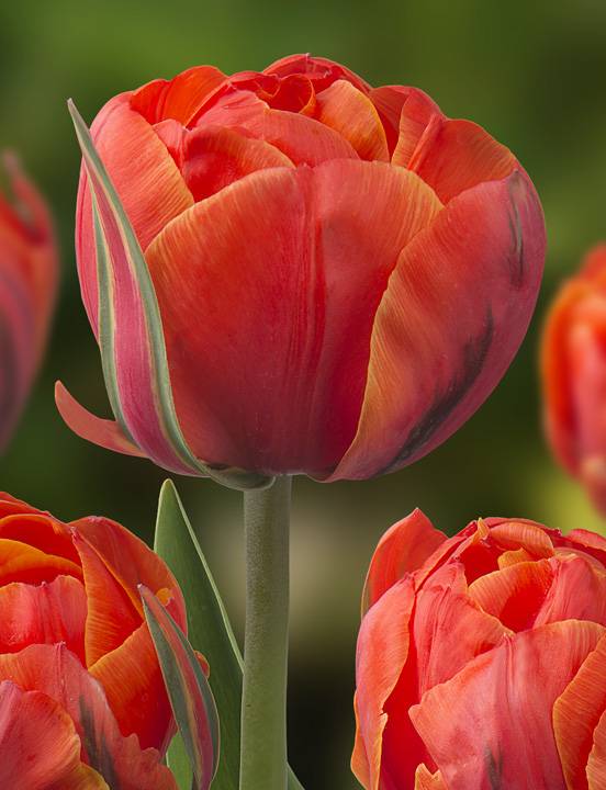 Tulip bulbs Queensday - a fragrant orange peony tulip! - Tulip Store