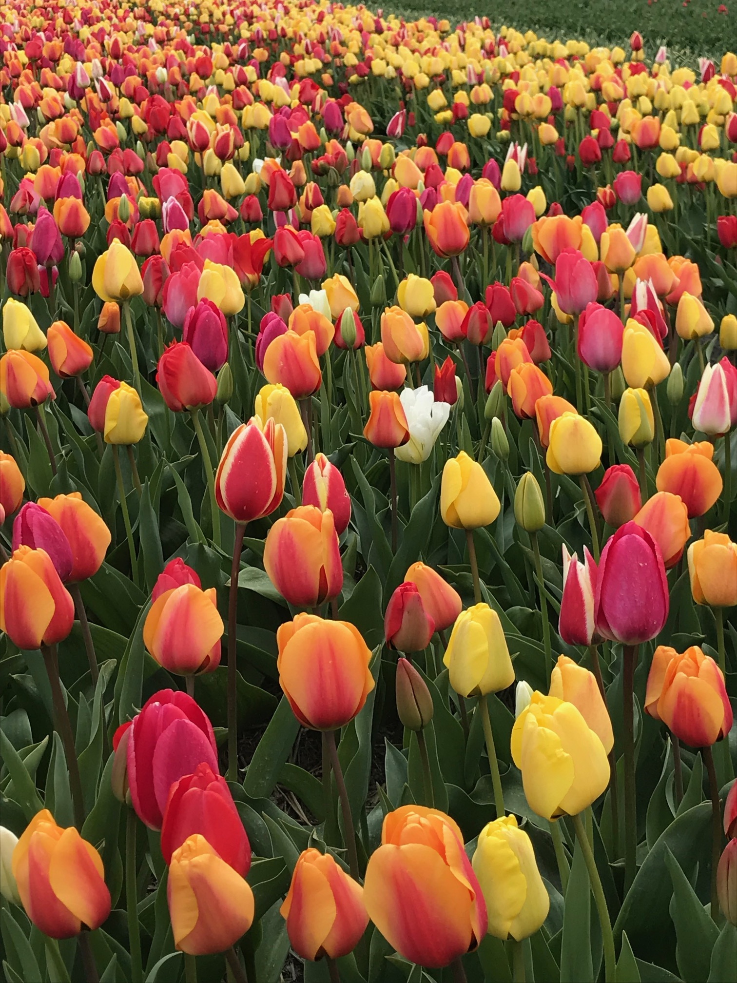 Tulip bulbs Spring Feeling - large tulips mixture! - Tulip Store