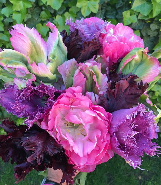 Tulpenbollen Stella's Choice - exclusieve tulpenmix! - Tulip Store