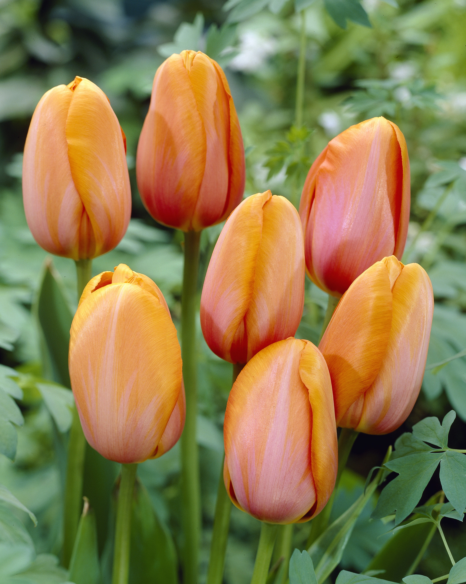 Tulpenbollen French Rubies - late gelijkbloeiende tulpen! - Tulip Store