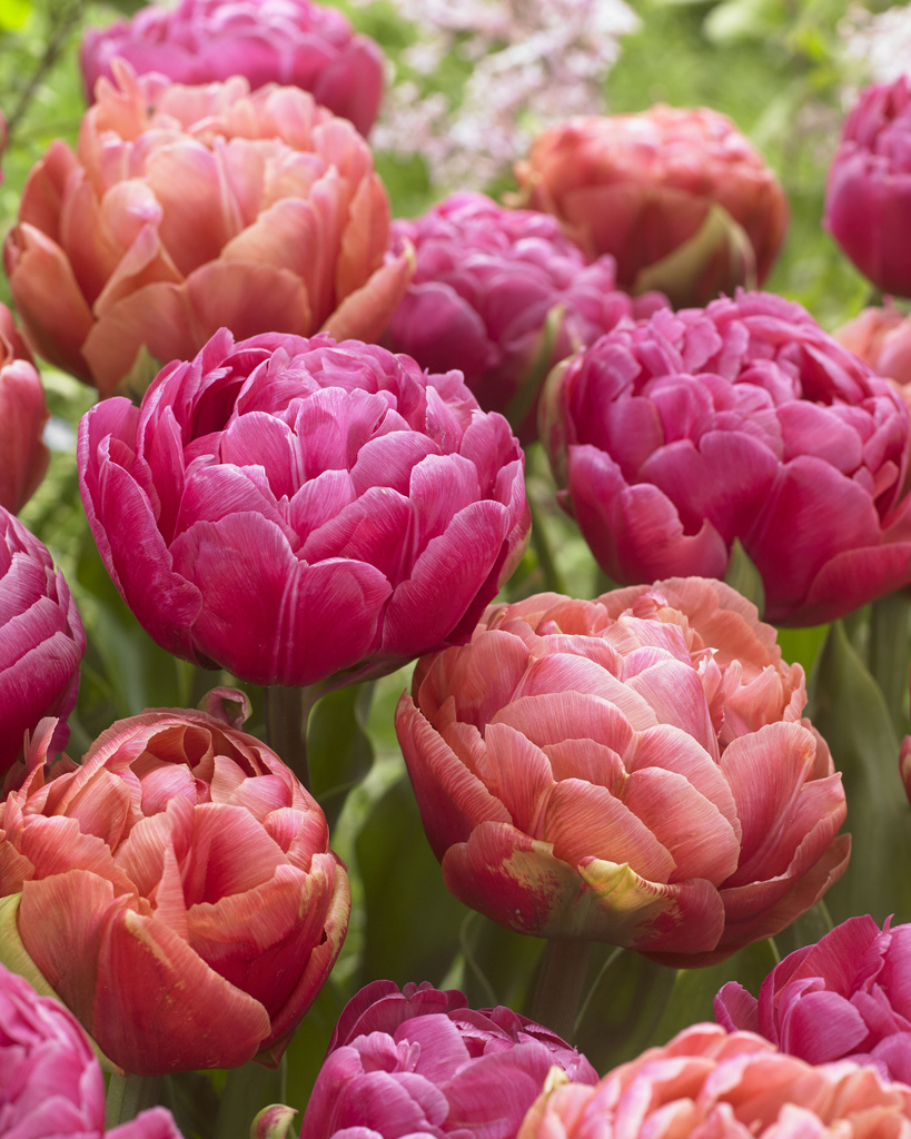 Tulpenbollen Copper Image - een eyecatcher in elke tuin! - Tulip Store