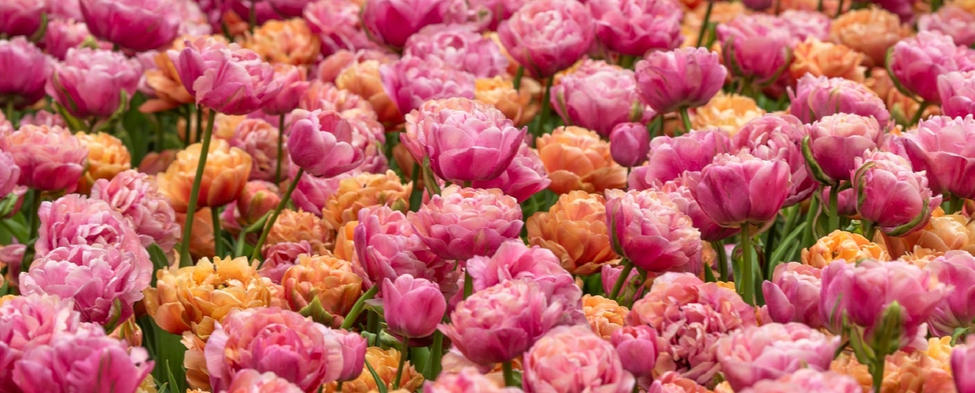 Tulip Store - Tulip Store
