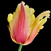 Tulip bulbs Flaming Memory - huge, elegant French tulip! - Tulip Store