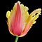 Tulip bulbs Flaming Memory - huge, elegant French tulip! - Tulip Store