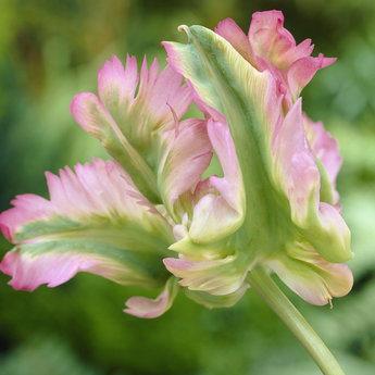 Tulip bulbs Green Wave - very elegant, pink tulip! - Tulip Store